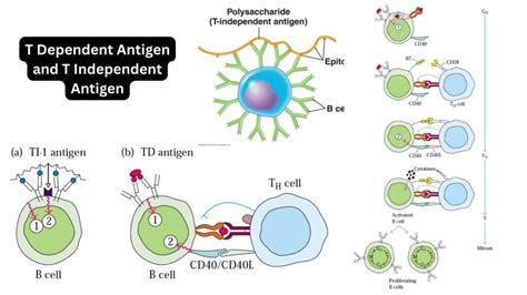 T Dependent Antigen And T Independent Antigen Biology Notes Online
