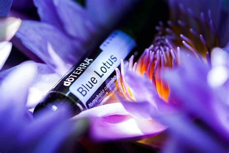 doTERRA International, LLC - Photography