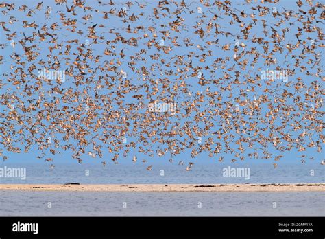 Red Knot Calidris Canutus Flock Of Red Knots In Breeding Plumage