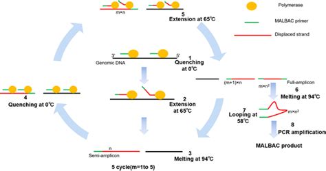 The Schematic Diagram Of Multiple Annealing And Looping‐based Download Scientific Diagram