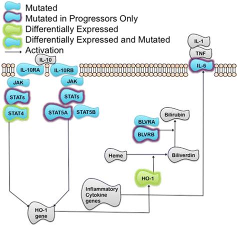 The Il 10 Anti Inflammatory Signaling Pathway Is Enriched For Putative Download Scientific
