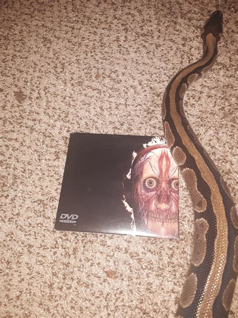 Parabola Dvd Totally Forgot I Had This Ball Python For Scale R