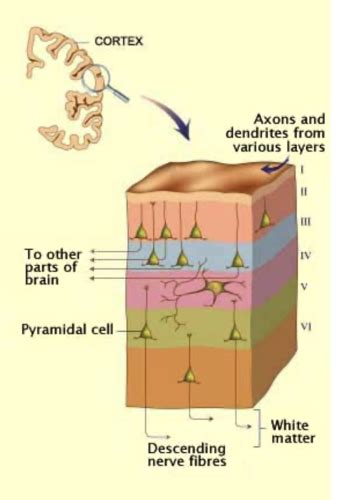 Neuro I Exam 1 Cerebral Cortex PP3 Flashcards Quizlet