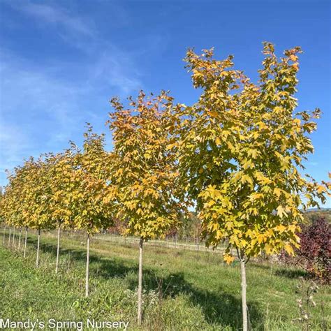 Fall Fiesta Sugar Maple Acer Saccharum Bailsta Mandy Spring Farm