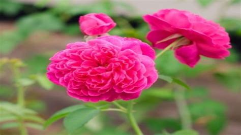 ایده کسب درآمد میلیاردی از کشت گل محمدی بدون خار در تهران