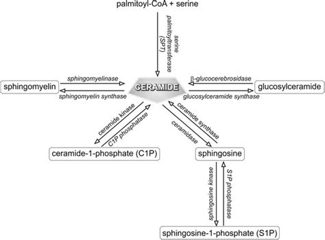 The Role Of Epidermal Sphingolipids In Dermatologic Diseases Pmc