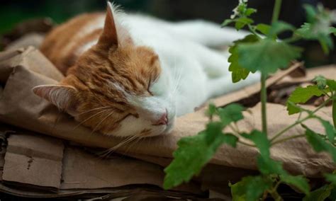 Catnip Para Gatos ¿qué Es ¿cómo Se Utiliza ¿es Perjudicial