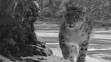 Hidden Camera Films Snow Leopards Weak Roar On Mountain