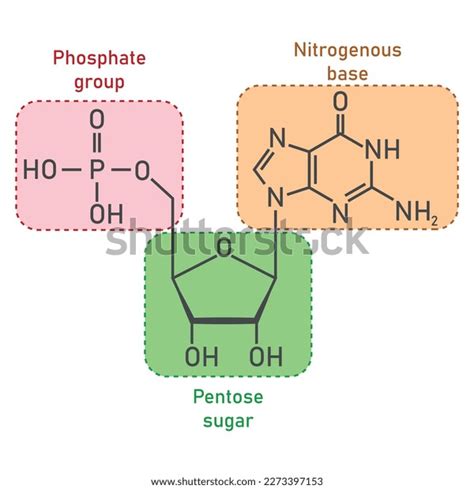 Chemical Structure Dna Nucleotide Three Parts Stock Vector Royalty
