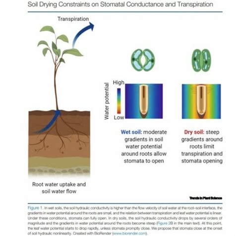 Stomatal Conductance Functions Measurement And Applications CID