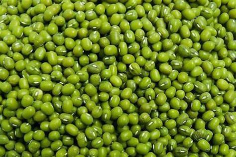 mung bean research