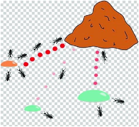 3 Ant Colony Behavior In The Search Space Download Scientific Diagram