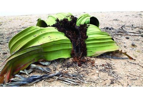 植物活化石百岁兰：拥有寿命最长的叶子