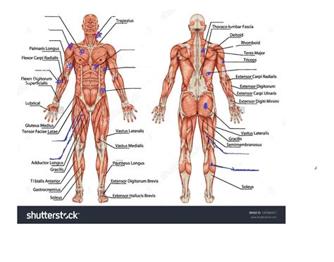 Muscles Lable Quiz