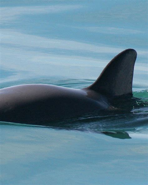 Take Action To Save The Vaquita 8 Steps You Can Take To Protect This
