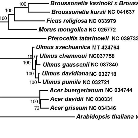 Maximum Likelihood Phylogenetic Tree Based On 14 Selected Plants