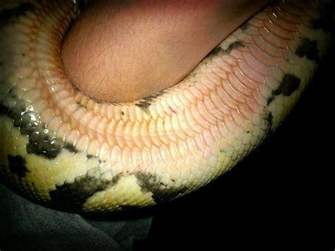 Friends Ball Python Not Eating After Laying Ball Pythons