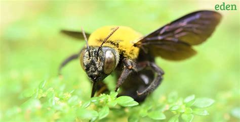 How To Get Rid Of Carpenter Bees Eden Lawn Care And Snow Removal