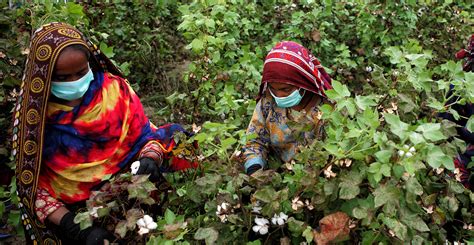 Wwf Pakistan And Bci A Decade Of Driving More Sustainable Cotton