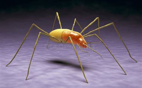 Bacteria Are Attacked And Infected By A Bacteriophage Virus Specifically The T4 Phage Virus