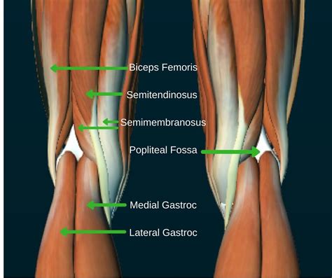 Why Do I Have Pain Behind The Knee Common Diagnoses And Prognoses Artofit