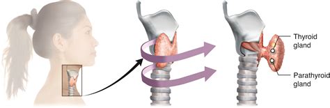 Knowledgeworks Drawing Location Of The Parathyroid Glands English
