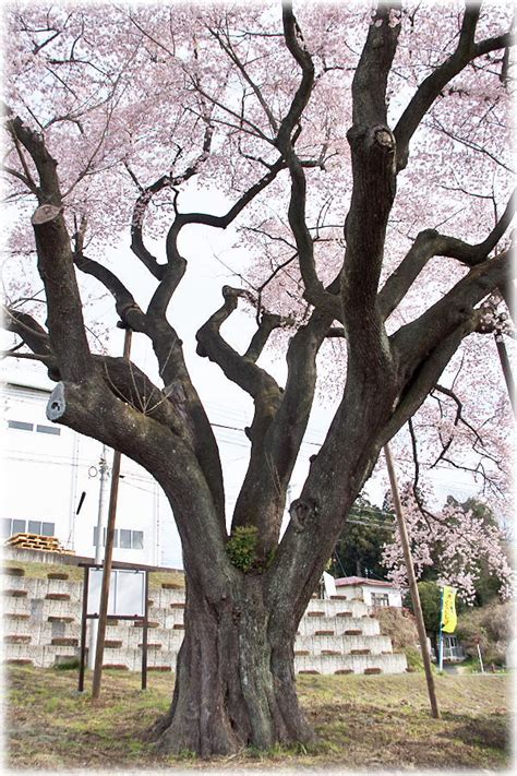 古山王の種蒔桜2