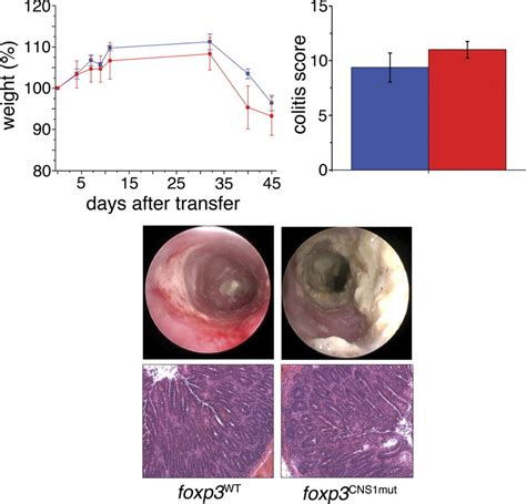 Analysis Of T Cell Transfer Colitis Naive T Cells From Foxp3wt Mice Download Scientific