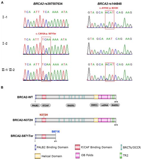 Frontiers A Novel Germline Compound Heterozygous Mutation Of Brca2