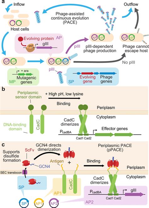 Periplasmic Pace Ppace Selection System A Overview Of Pace Selection