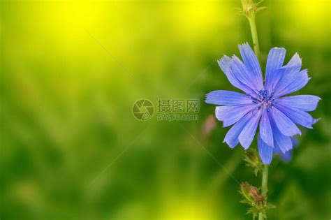 在夏日风景的背景下鲜艳的菊苣花高清图片下载 正版图片505916610 摄图网