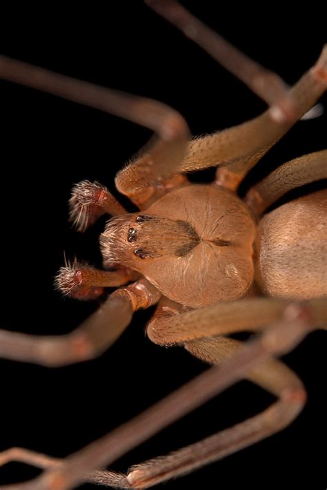 Arthropods Are A Type Of Spider