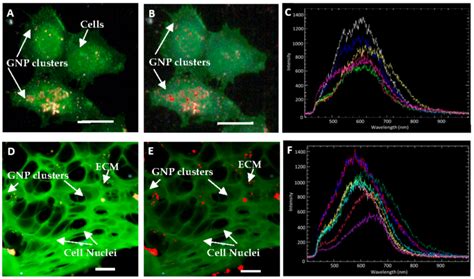 Comparison Of Monolayer And Multilayer Cell Accumulation Of Gnps A