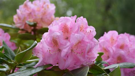 Rhododendron Lace Bug Treatment And Control Gardeners Yards