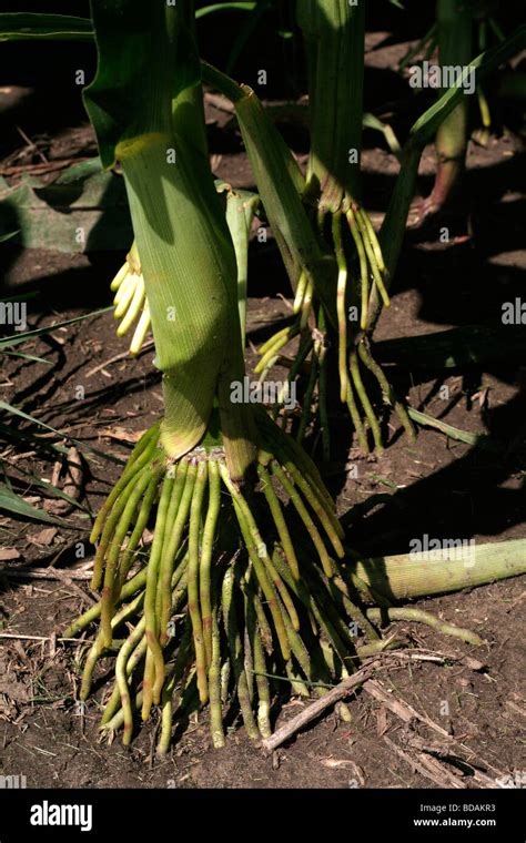Prop Root System On Hybrid Corn Maize Stock Photo Alamy