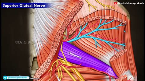 Superior Gluteal Nerve Anatomy Animation Youtube