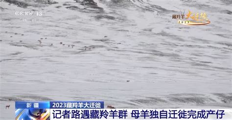 全球最壮观的有蹄类动物大迁徙来了探秘藏羚羊迁徙产仔之路 京报网