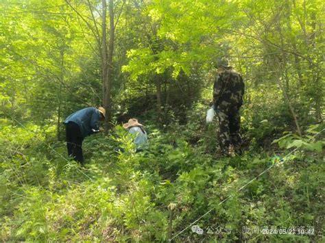 宕昌县持续开展林草种质资源普查工作 调查 标本 全县
