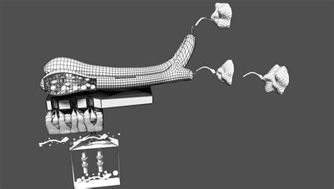 Olfactory System Smell Odour Detail Labelled 3d Model Superhive
