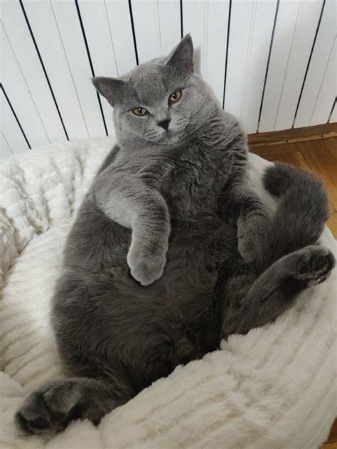 Britanski Kratkodlaki Mačak