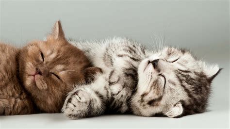 Kittens Sleeping Uhd 4k Wallpaper Pixelz