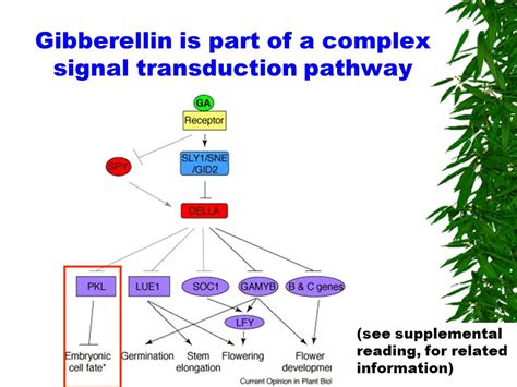 Chapter 11 Plant Responses To Hormones And Environmental Stimuli Ppt Video Online Download