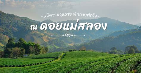 ดอยแม่สลอง สถานที่ท่องเที่ยว ดอยแม่สลอง เชียงราย