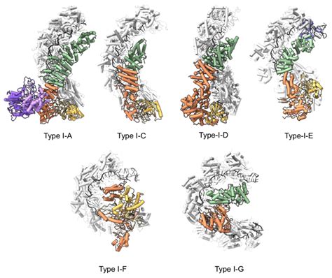 Comparison Of Type I Crispr Effector Structures The Crrna Is Shown In