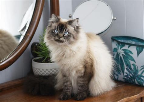 Meet Merlin The Grumpy Ragdoll Cat Tettybetty