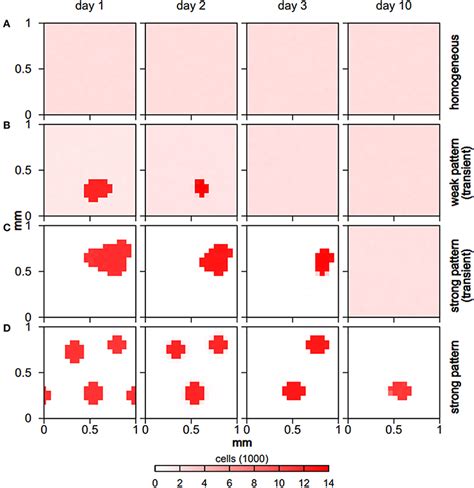 Spatio Temporal Evolution Of Bacterial Distribution For Different
