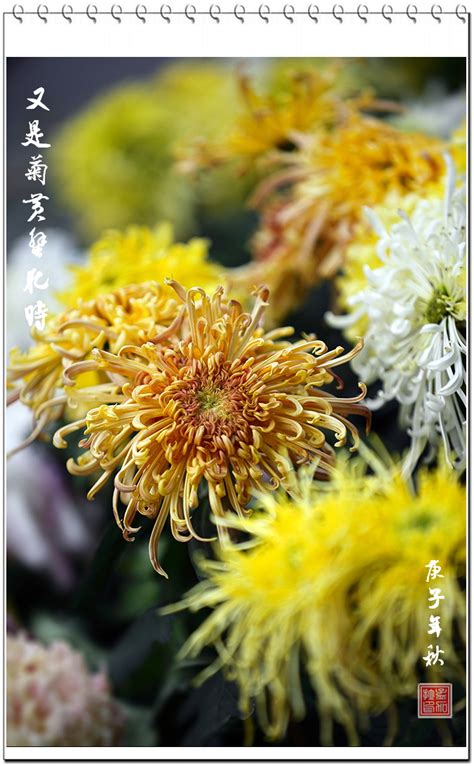 【又是菊黄蟹肥时摄影图片】生态摄影太平洋电脑网摄影部落