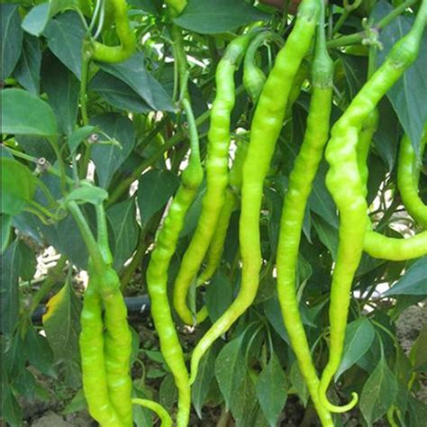 Tatli Sİvrİ Bİber Ekİm Setİ Tohumtopraksaksibİtkİ Besİnİ Fiyatları Ve Modelleri Pazarama