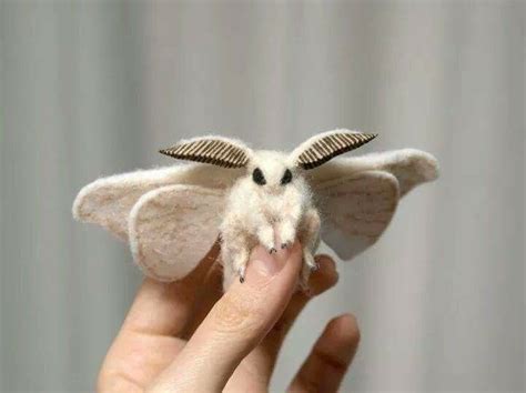 Venezuelan Poodle Moth A Newly Discover Species Cute Moth Poodle
