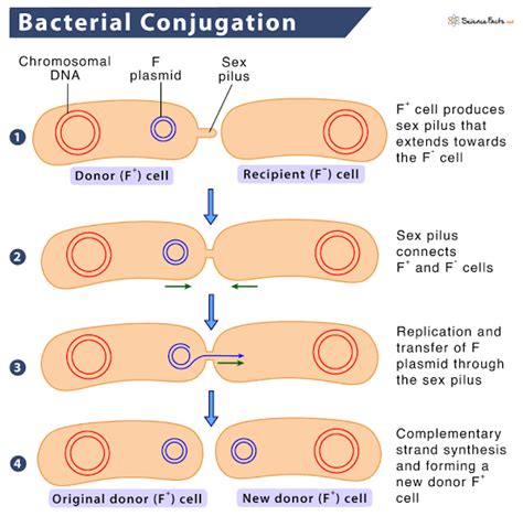 Conjugation Transformation And Transduction Class Notes